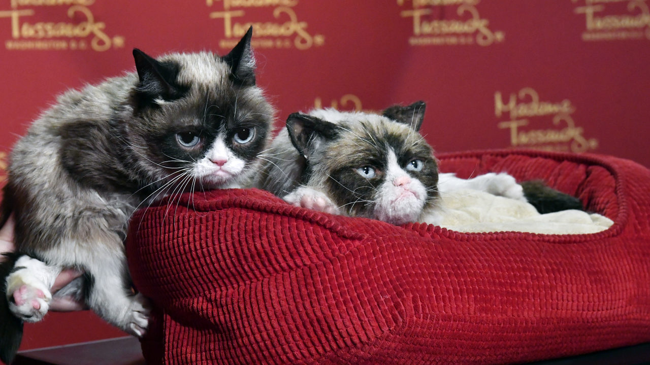 Person, Place, Thing: Grumpy Cat, Shopping Malls, and IKEA Assembly ...